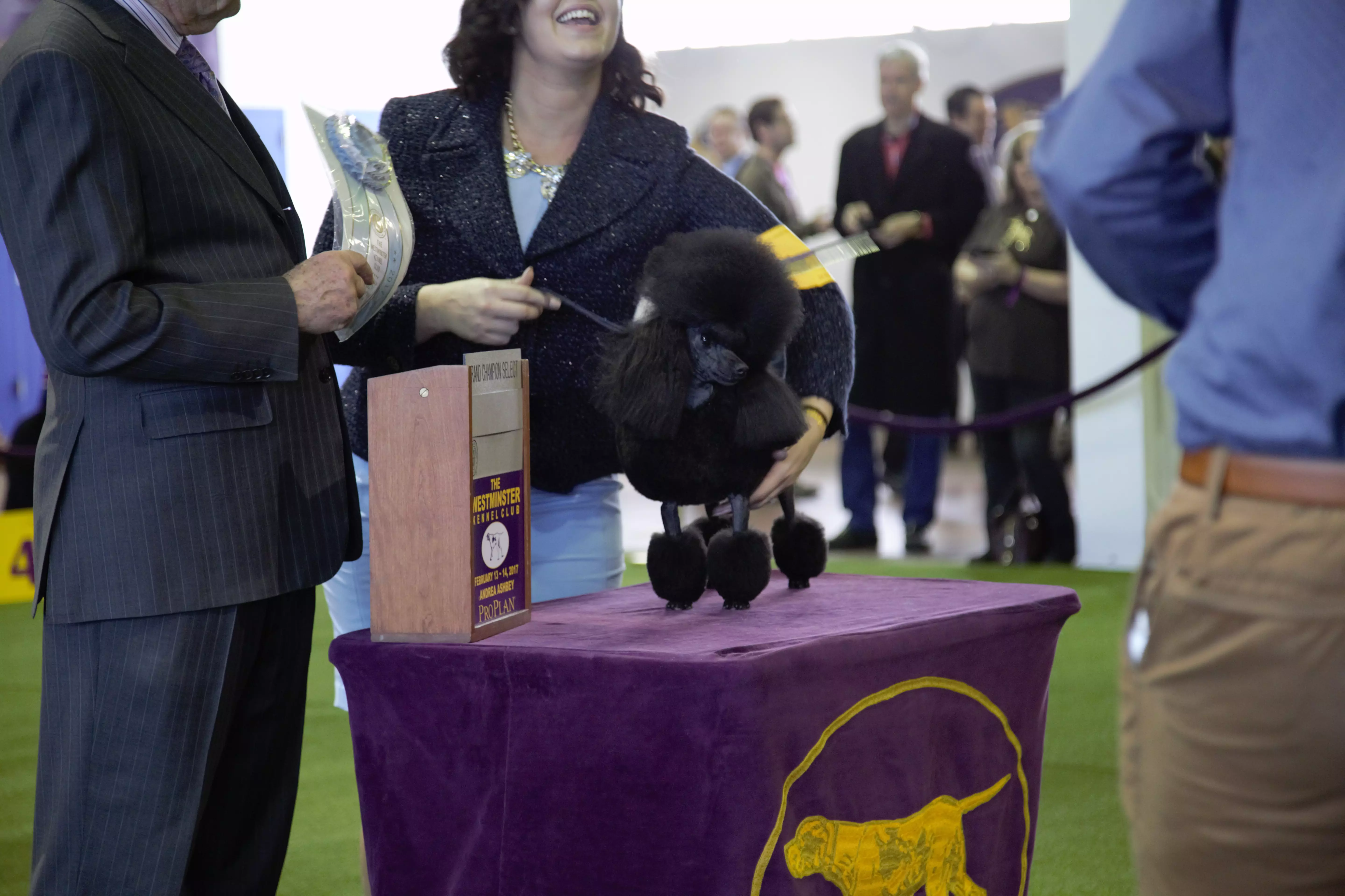 Labing maayo nga Poodle sa 2017 Westminster Dog Show 16850_4