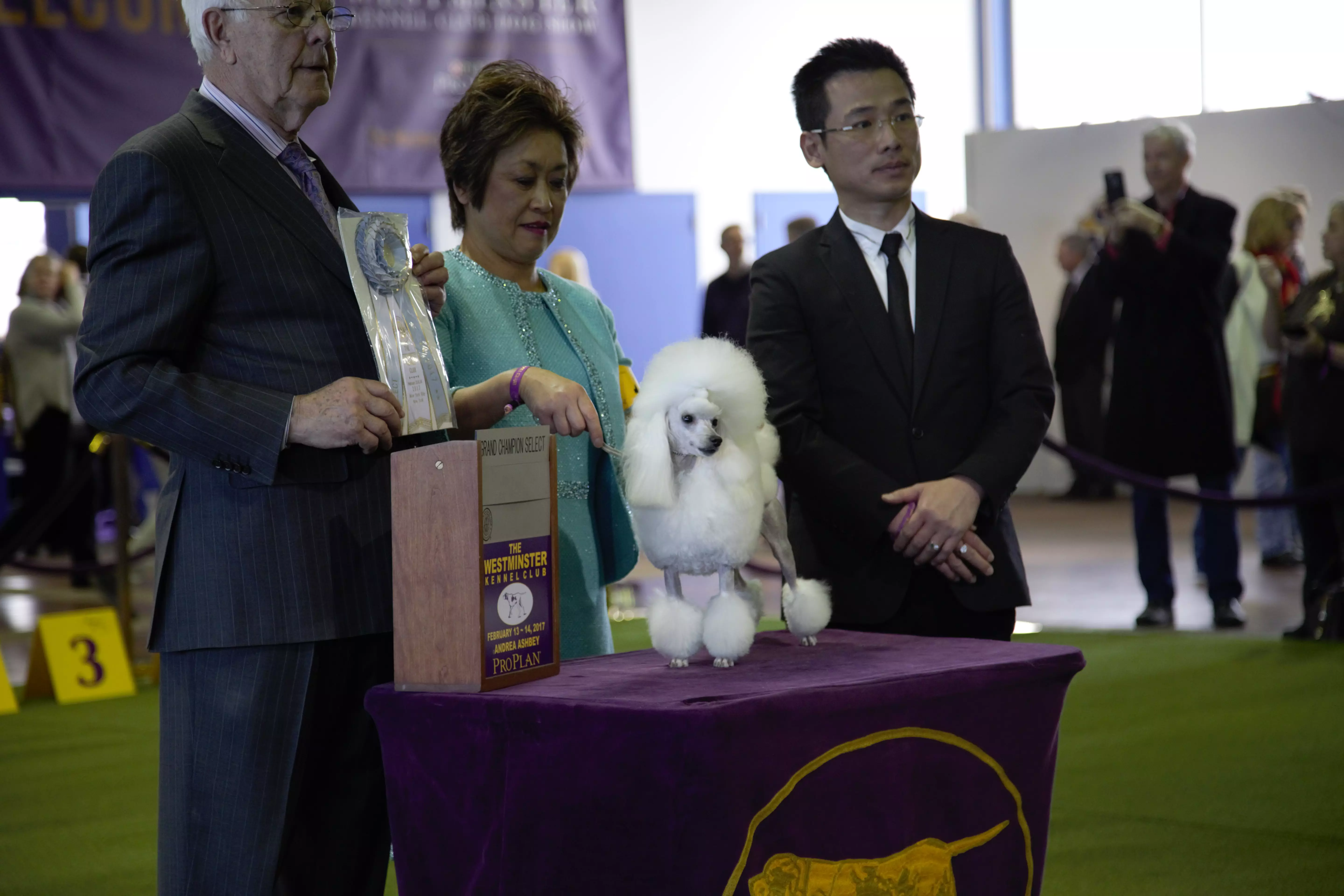 Labing maayo nga Poodle sa 2017 Westminster Dog Show 16850_5