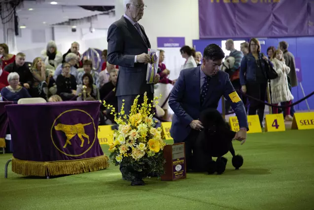 Zoo tshaj Poodles ntawm 2017 Westminster Dog Show 16850_6