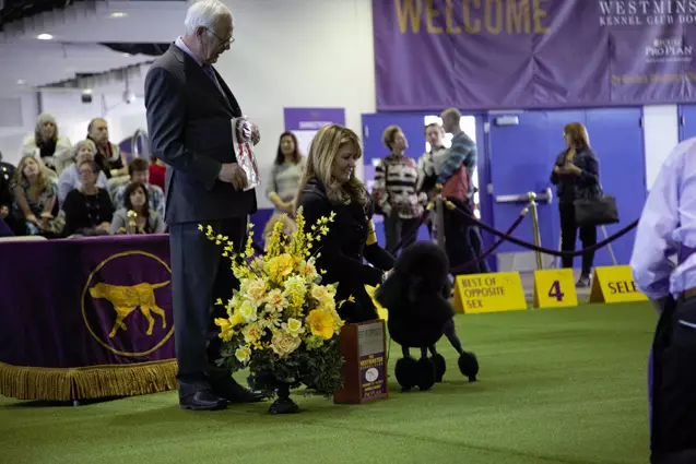 Labing maayo nga Poodle sa 2017 Westminster Dog Show 16850_7