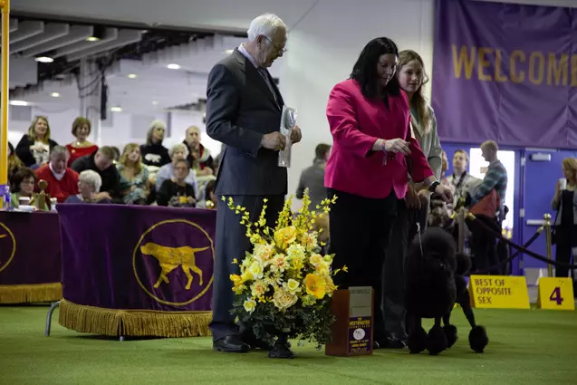 Zoo tshaj Poodles ntawm 2017 Westminster Dog Show 16850_8