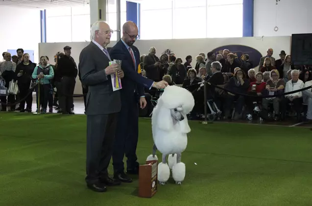 Na Poodles is Fearr ag Seó Madraí Westminster 2017 16850_9