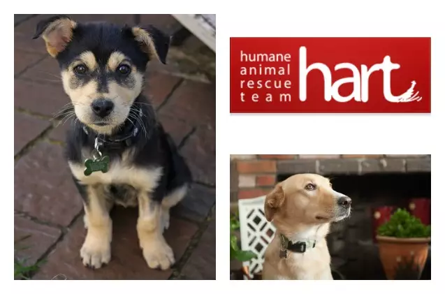 Shelter Spotlight: Humane Animal Rescue Team 16878_1