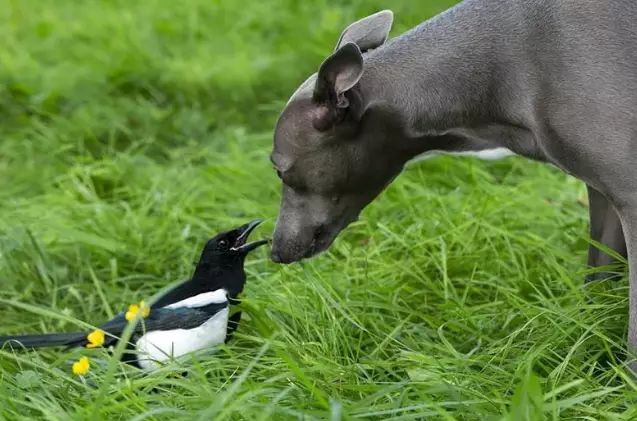 Deze onwaarschijnlijke vriendschap tussen een ekster en een Whippet zal je hart doen smelten 16962_1