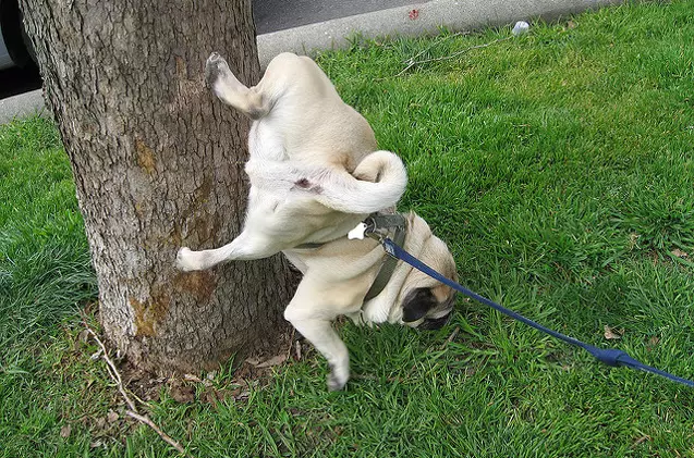 Warum pinkeln manche Hunde beim Handstand? 17012_1