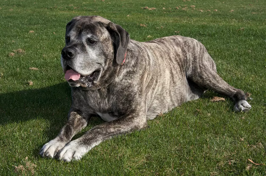 Extra stora hundraser: English Mastiff