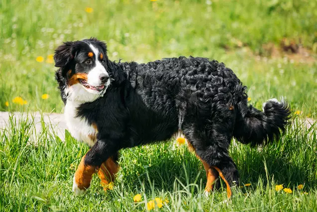 Extra stora hundraser: Berner Sennenhund