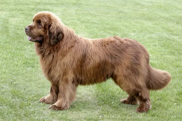 Extra stora hundraser: Newfoundland Dog