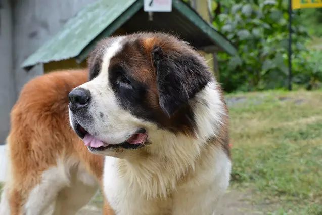 Extra stora hundraser: Saint Bernard