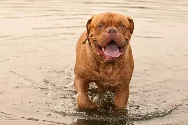 Extra stora hundraser: Dogue de Bordeaux