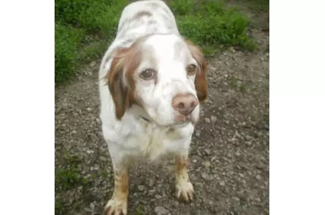 Dog Adoptable of the Week - Rusty 17065_1