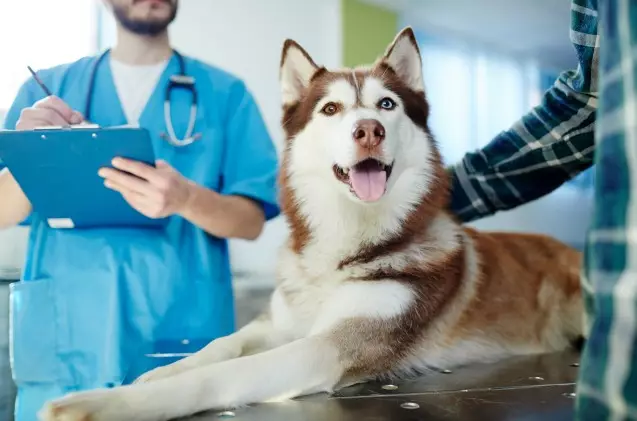 Environ 50 % des entreprises du Fortune 500 proposent une assurance pour animaux de compagnie à leurs employés 170_1