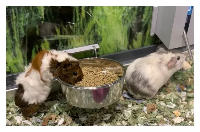 Meerschweinchen waren auf der globalen Pet Expo