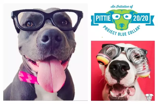 Sýndu Pittie stolt þitt í #Pittie2020 myndakeppni Project Blue Collar 17266_1