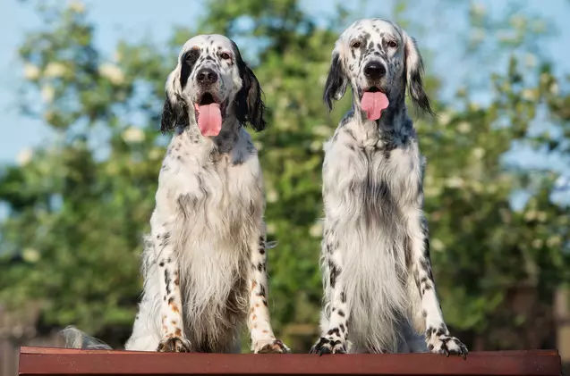 Què és l'hemangiosarcoma en gossos? 17281_1