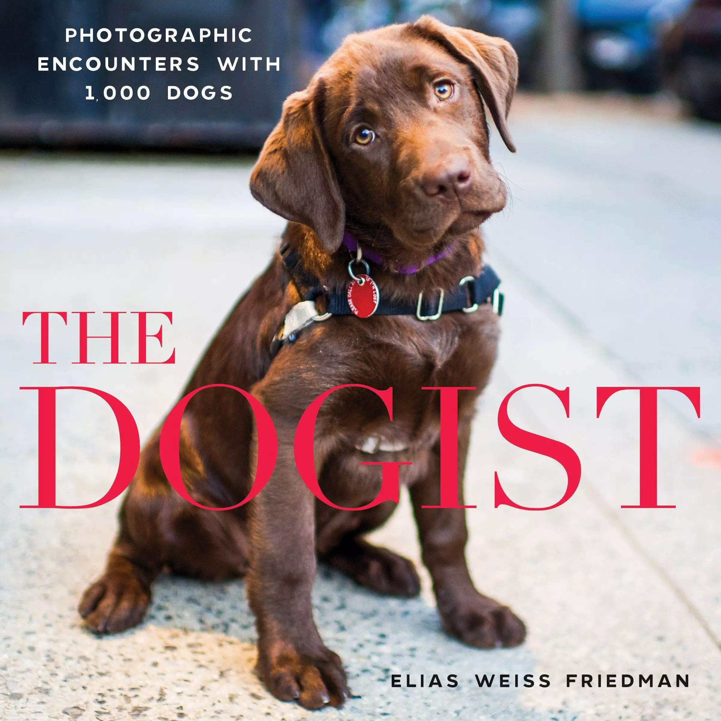 Pinakamahusay na Regalo para sa Mga Mahilig sa Aso: The Dogist