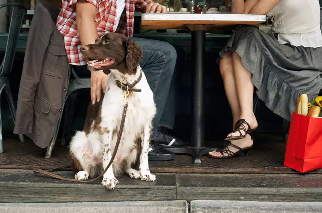 California aprueba ley que permite que los perros cenen en los patios de los restaurantes 17447_1