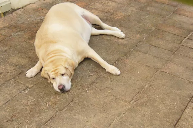 Studio: L'obesità degli animali domestici in aumento per il 7° anno consecutivo 1745_1