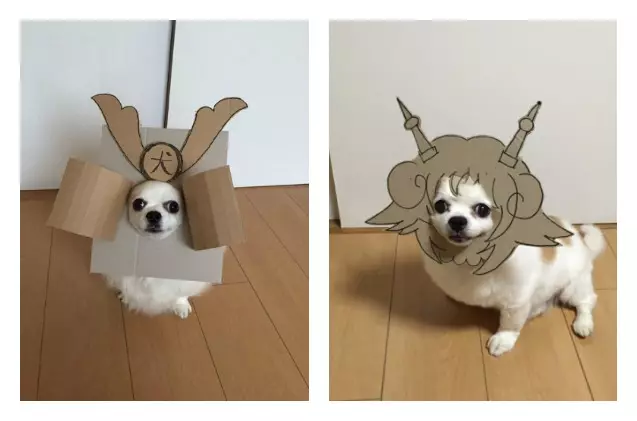 dog-in-cardboard-costumes-6