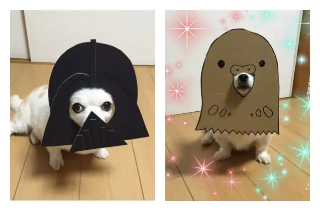 dog-in-cardboard-costumes-5