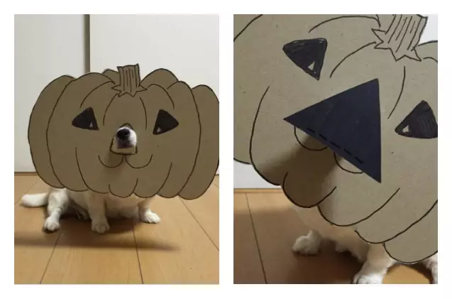 dog-in-cardboard-costumes-4