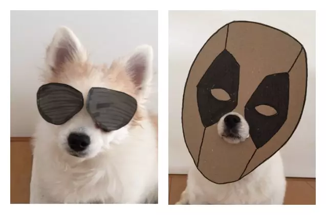 Dog-hauv-cardboard-costumes-2