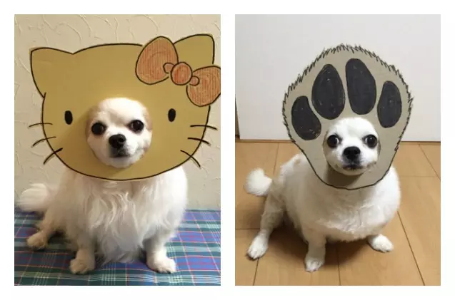 Dog-in-cardboard-costumes-1