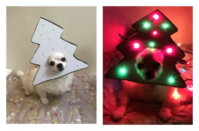 Anjing-dalam-kadbod-kostum-Krismas