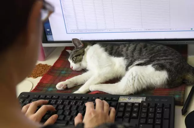 Ucing Ngajalankeun Kantor IT Jepang Kawas Bos Éta 17604_1