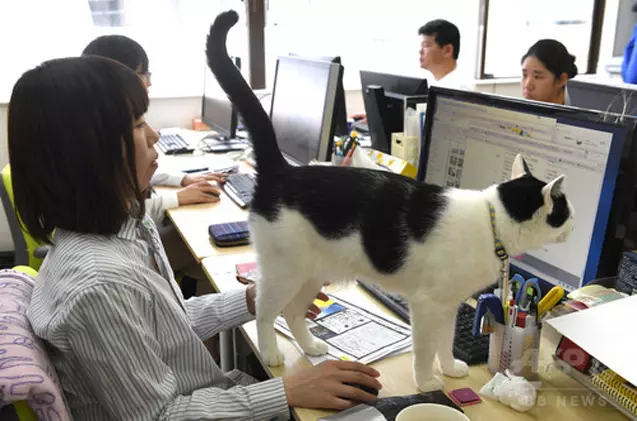 Ucing mangrupikeun bos di kantor Jepang ieu