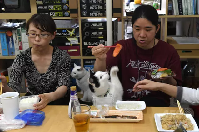 Katten nemen de leiding over een Japans IT-kantoor