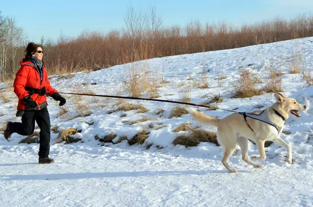 Feel The Burn: Canicross In The Snow 1786_1