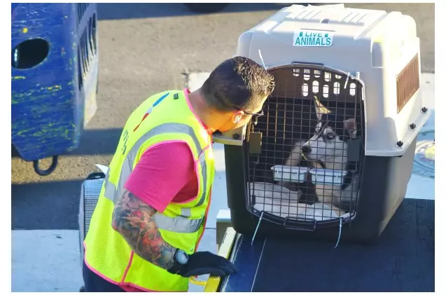 Novo sistema de monitoramento de animais de estimação de avião dá tranquilidade aos pais de animais de estimação 17935_1