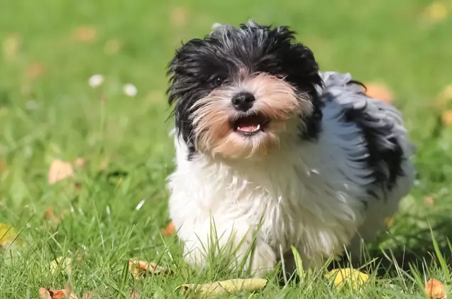 raças-de-cachorro-havanês mais fofas