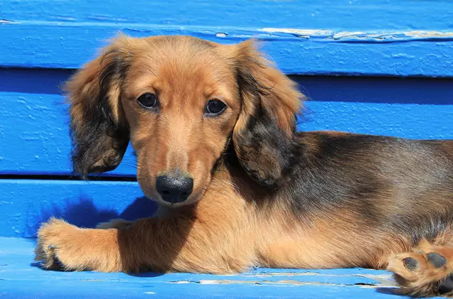 Filhote de cachorro Longhair Dachshund em fundo azul resistido.