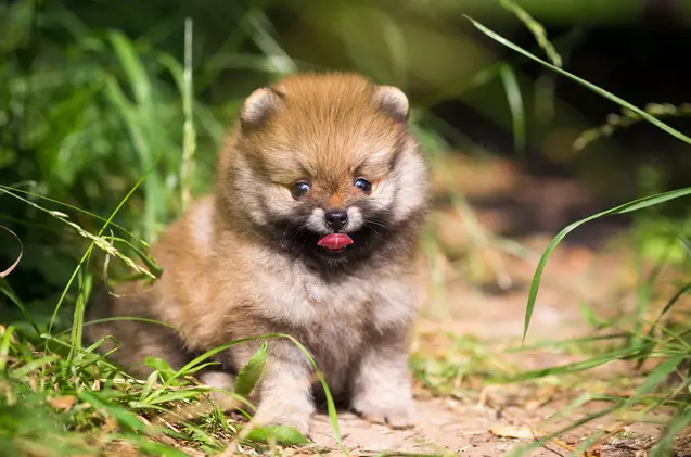 Filhote de cachorro pequeno da Pomerânia na grama