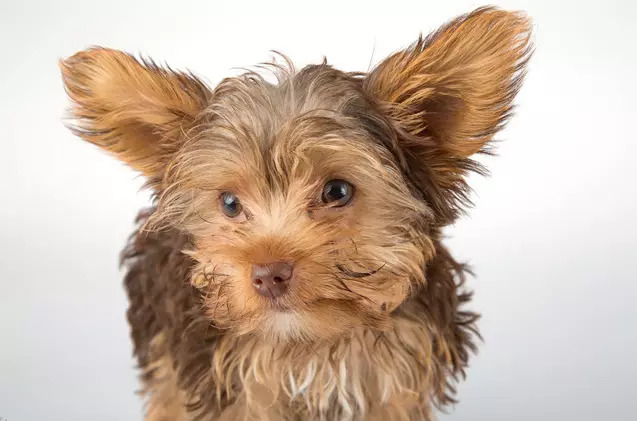 Filhote de cachorro Yorkshire Terrier em pé no estúdio olhando curioso W