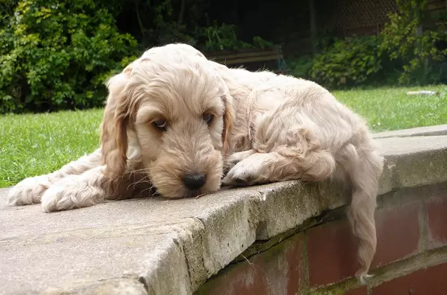 cachorrinho cockapoo