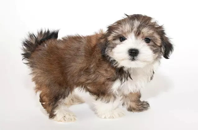 as raças-de-cachorro-morkie mais fofas