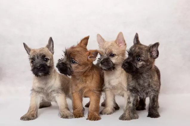 cão-cairn-terrier mais fofo