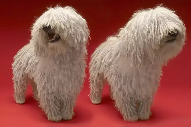 Doggy Dreadlocks: Duk Game da Riguna masu Igila a cikin karnuka 1797_1