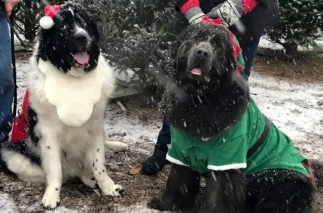 Newfies Amabweretsa Mzimu wa Khrisimasi (ndi Mitengo!) ku Pennsylvania Farm 18125_1