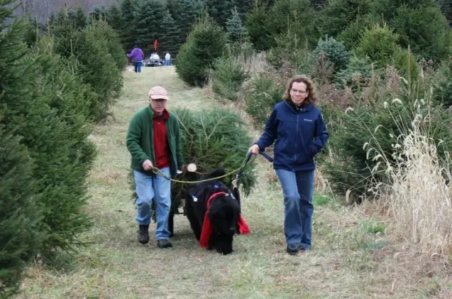 Newfies Amabweretsa Mzimu wa Khrisimasi (ndi Mitengo!) ku Pennsylvania Farm 18125_2