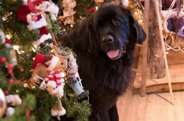 Newfoundlands yang indah membuat Natal di Plough Farm sempurna