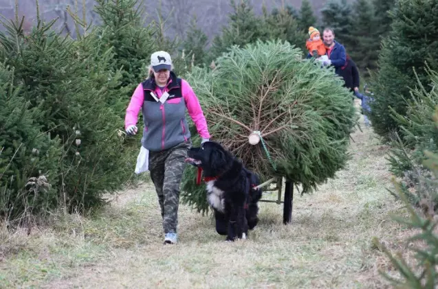 Newfies amapereka mitengo pafamu iyi ya Pennsylvania