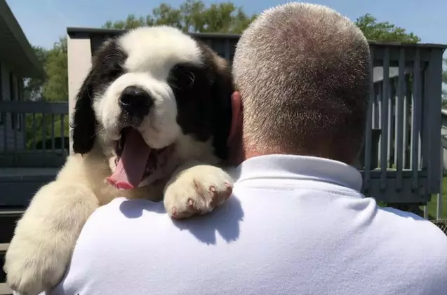 El oficial Donut juramentado como un perro de consuelo de la policía, ¡y es el chico más lindo de todos! 18244_1