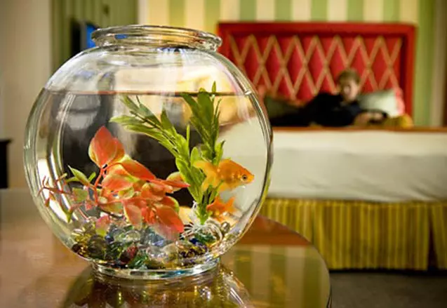 kimpton-hotels-fish