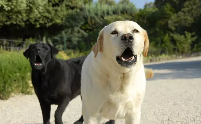 Hundbett tar en stor tugga av husägares försäkringsansvarskostnader 182_1