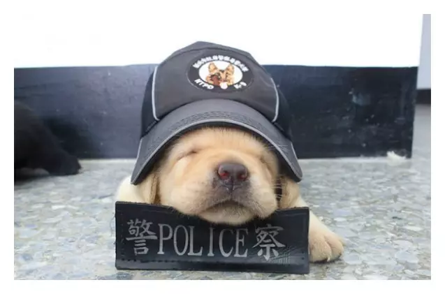 Ny polisy puppy any Taiwan no zavatra mahafinaritra indrindra hatrizay! 18393_2