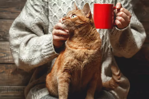 Reykjaviks erstes Katzencafé kommt dieses Weihnachten 18467_1